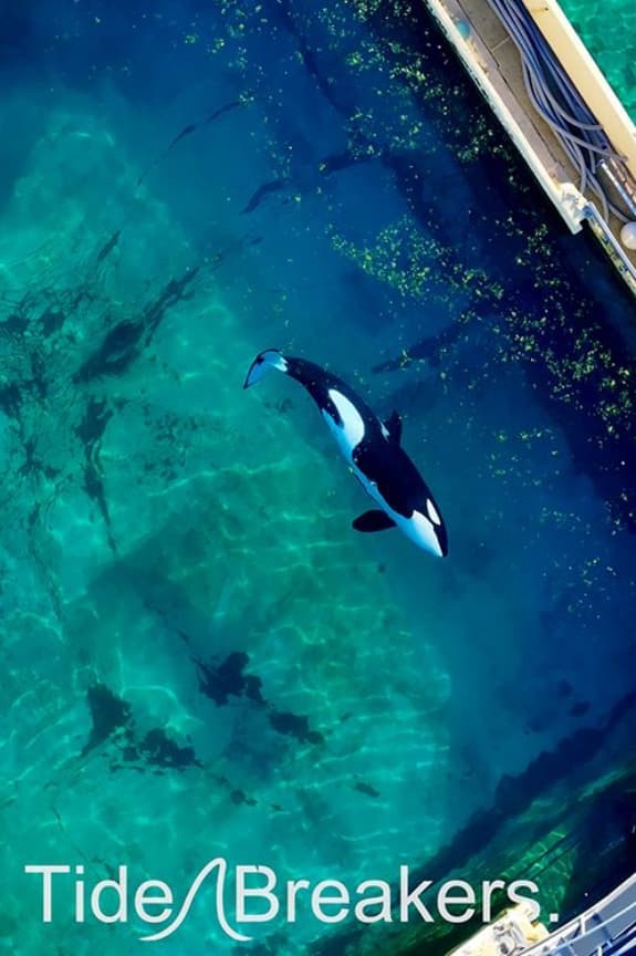 MarineLand Antibes – TideBreakers