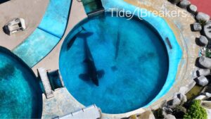 Kshamenk – TideBreakers